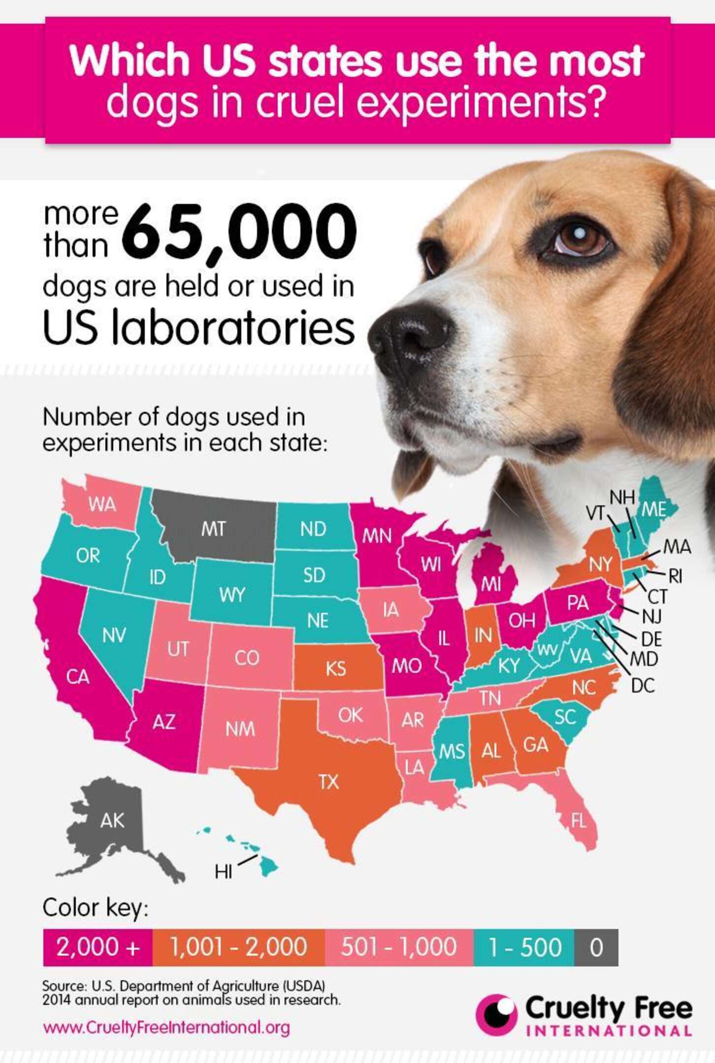 Simon Cowell Has A Message For America's Dog Testing Labs - The Dodo