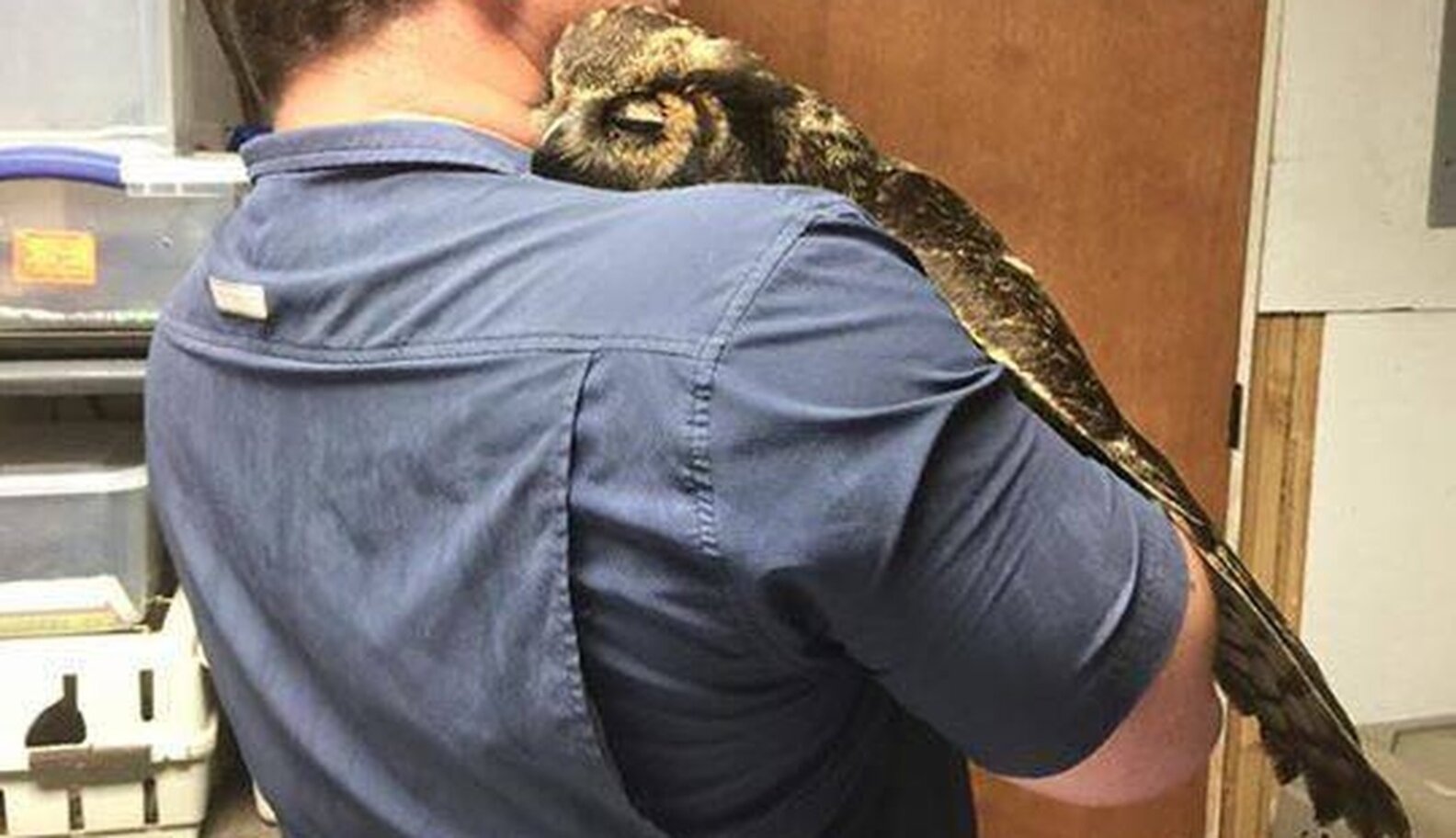 Owl Missed The Man Who Saved Her So Much She Couldn’t Stop Hugging Him ...