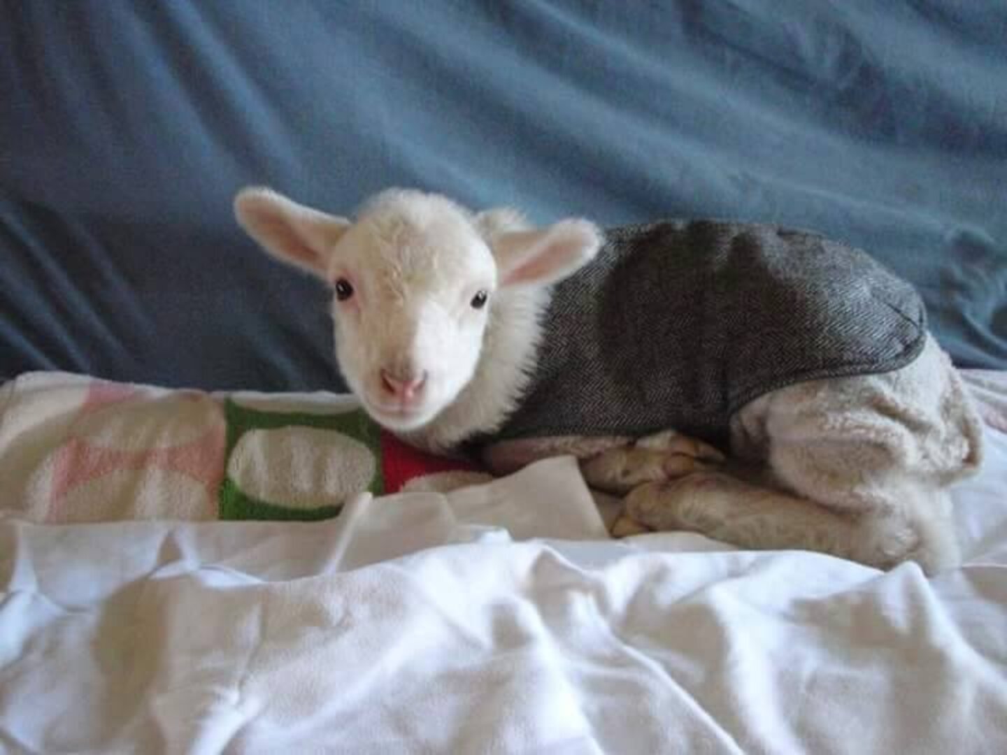 Lamb Abandoned On Highway Gets A Brand-New Family - The Dodo