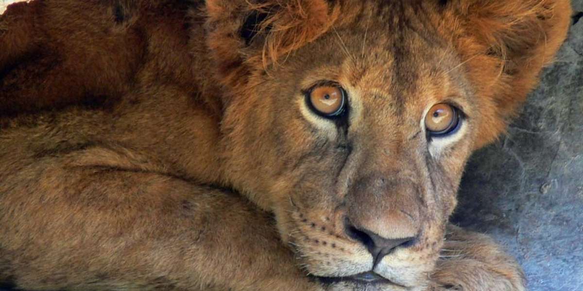 Brutal Lion Death At “World’s Cruelest Zoo” Remains A Mystery - The Dodo