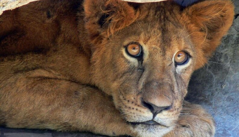 Brutal Lion Death At “World’s Cruelest Zoo” Remains A Mystery - The Dodo
