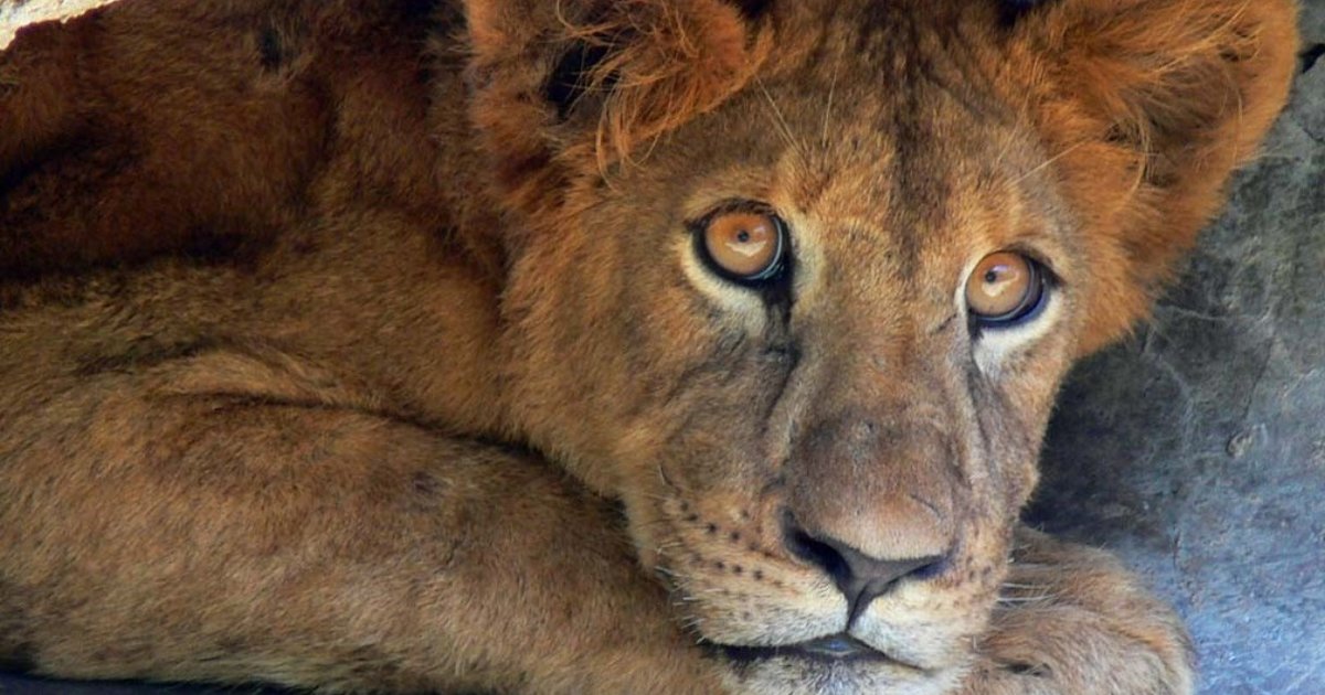 Brutal Lion Death At “World’s Cruelest Zoo” Remains A Mystery - The Dodo