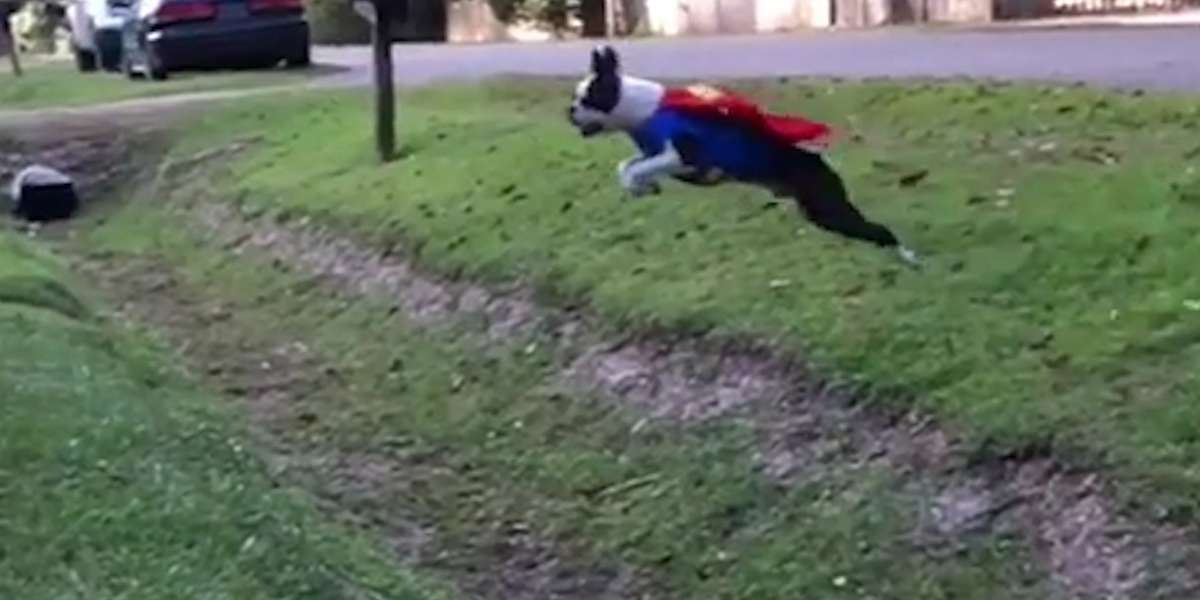 This Dog Is Basically Superman - The Dodo