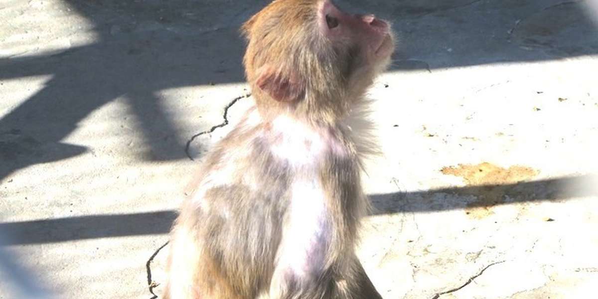Lab Monkey Was So Lonely She Pulled Out Her Hair - The Dodo