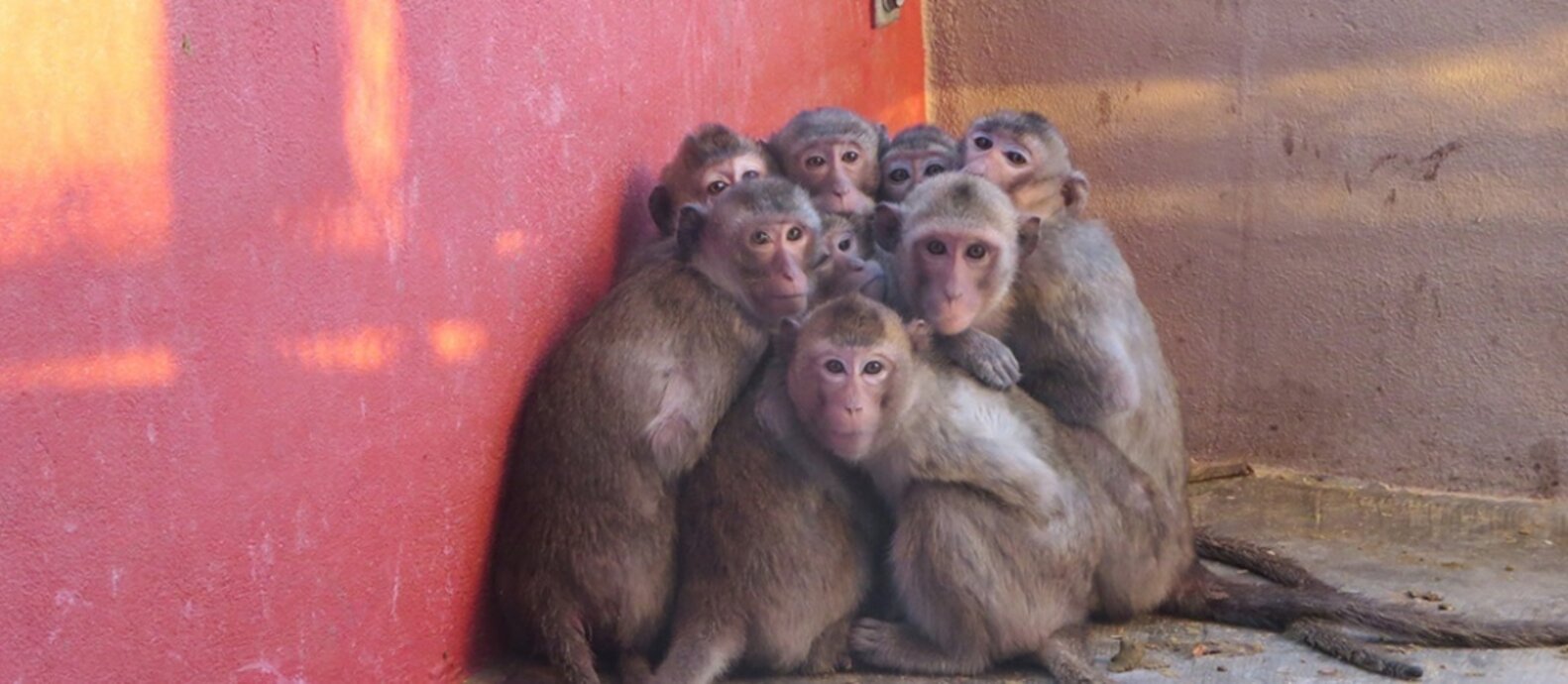 Lab Monkey Was So Lonely She Pulled Out Her Hair - The Dodo