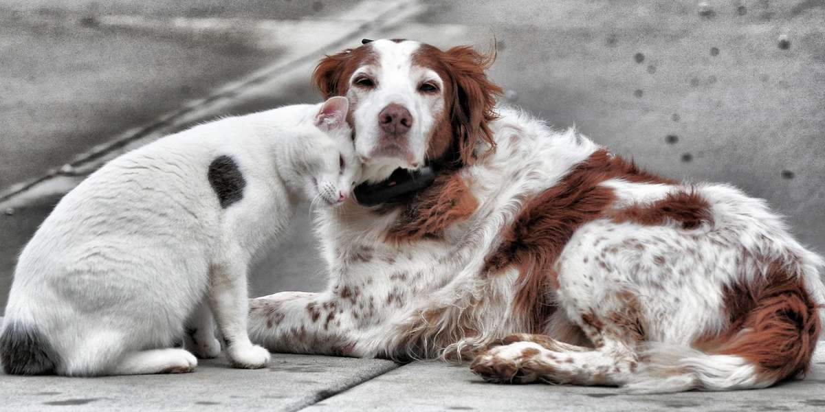 7 Animals Helping Out Pals In A Pinch - The Dodo