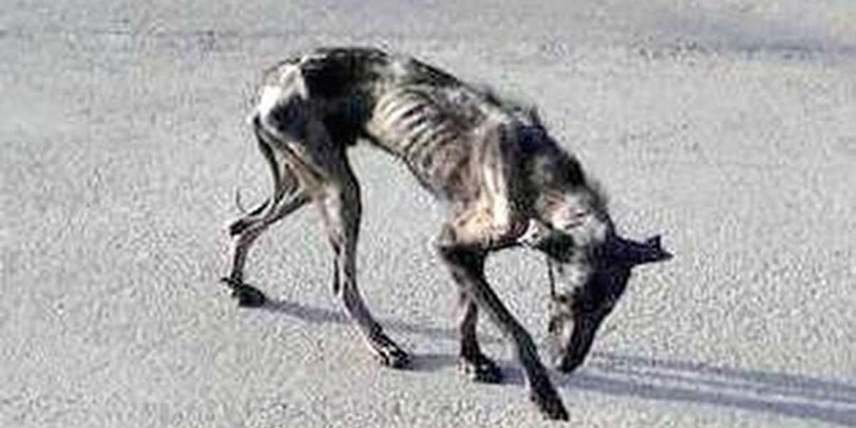 Dog Given A Home To Die In ... But He Decides To Live Instead - The Dodo