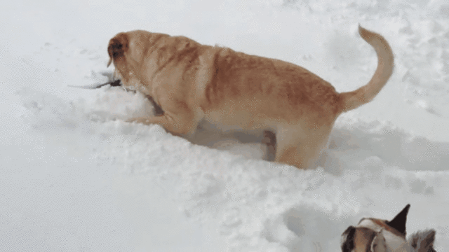 7 Animals Helping Out Pals In A Pinch - The Dodo