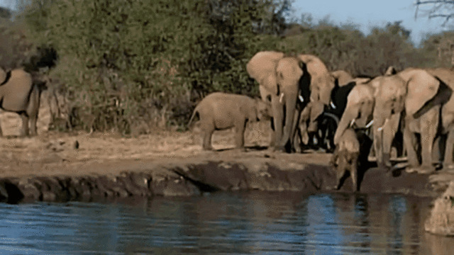 7 Animals Helping Out Pals In A Pinch - The Dodo