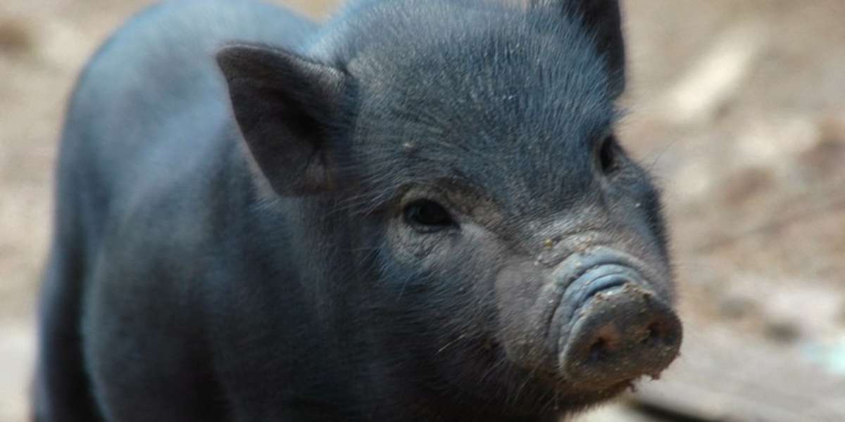 Undercover Video Forces Tyson Foods To Lessen Pig Abuse - The Dodo