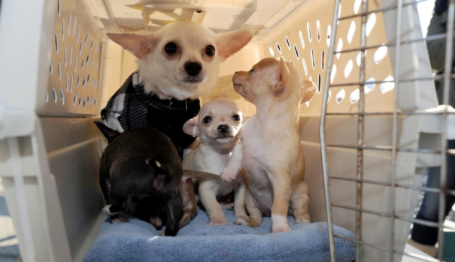 500 Dogs Airlifted To Safe Shelters And New Homes - The Dodo