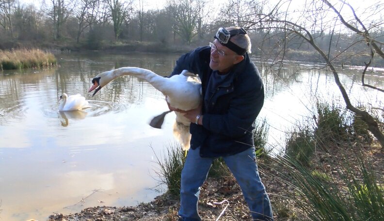 Swan's Mate Doesn't Mind His Crooked Neck - The Dodo