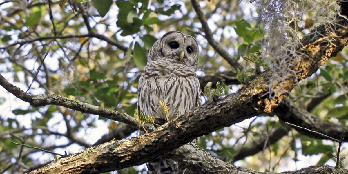 Killing Barred Owls To Save Spotted Owls - The Dodo