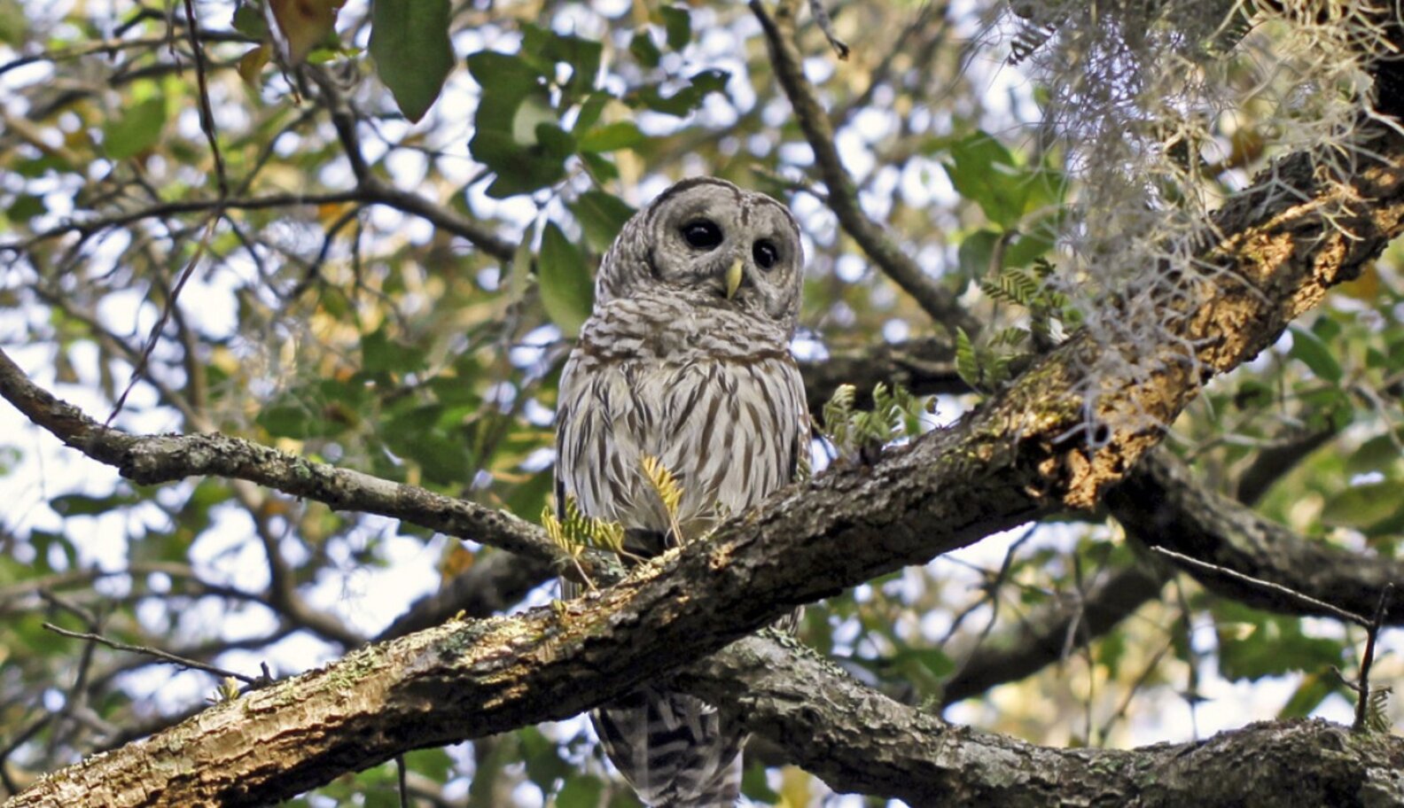 Killing Barred Owls To Save Spotted Owls - The Dodo