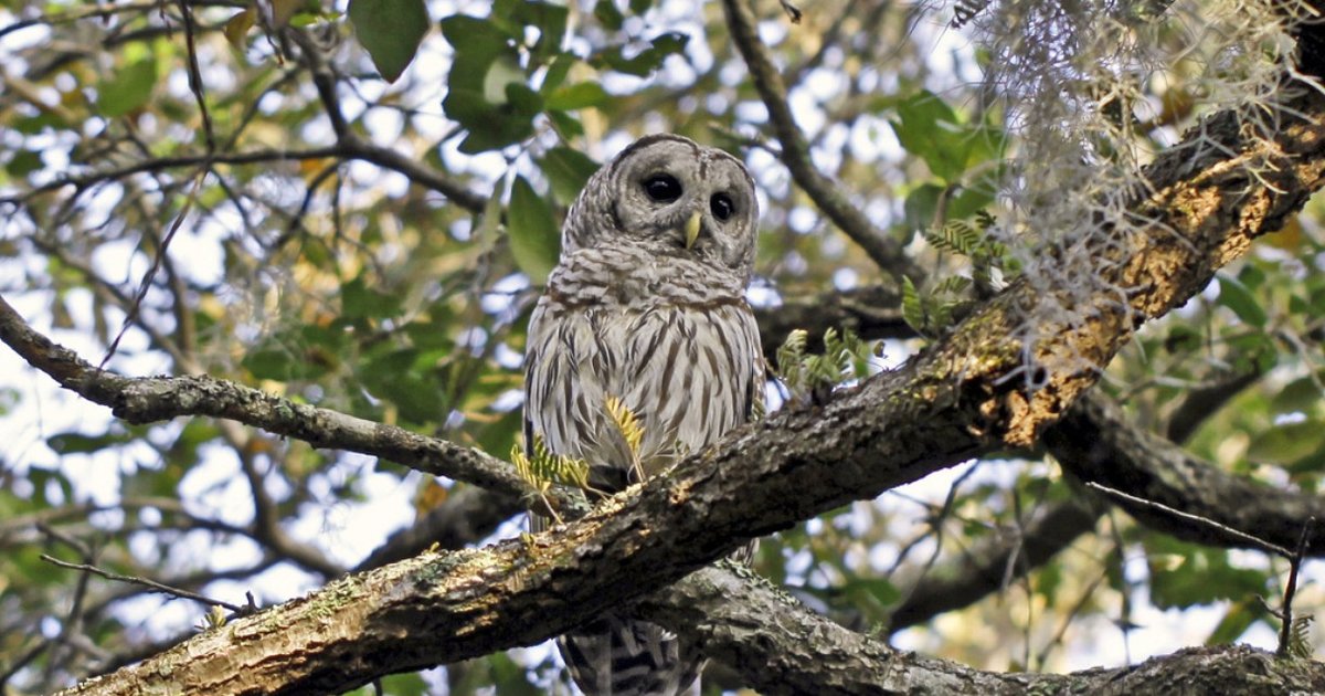 Killing Barred Owls To Save Spotted Owls - The Dodo