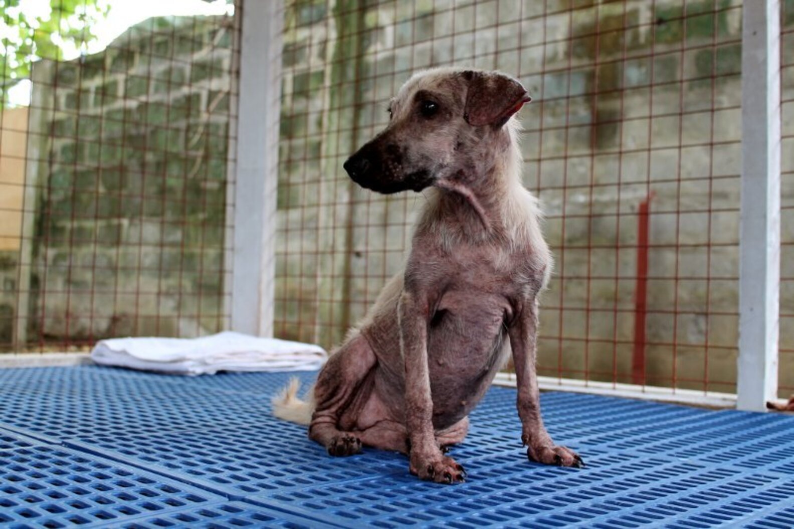 Dogs And Cats Undergo Incredible Transformation, Thanks To 10-Year-Old ...