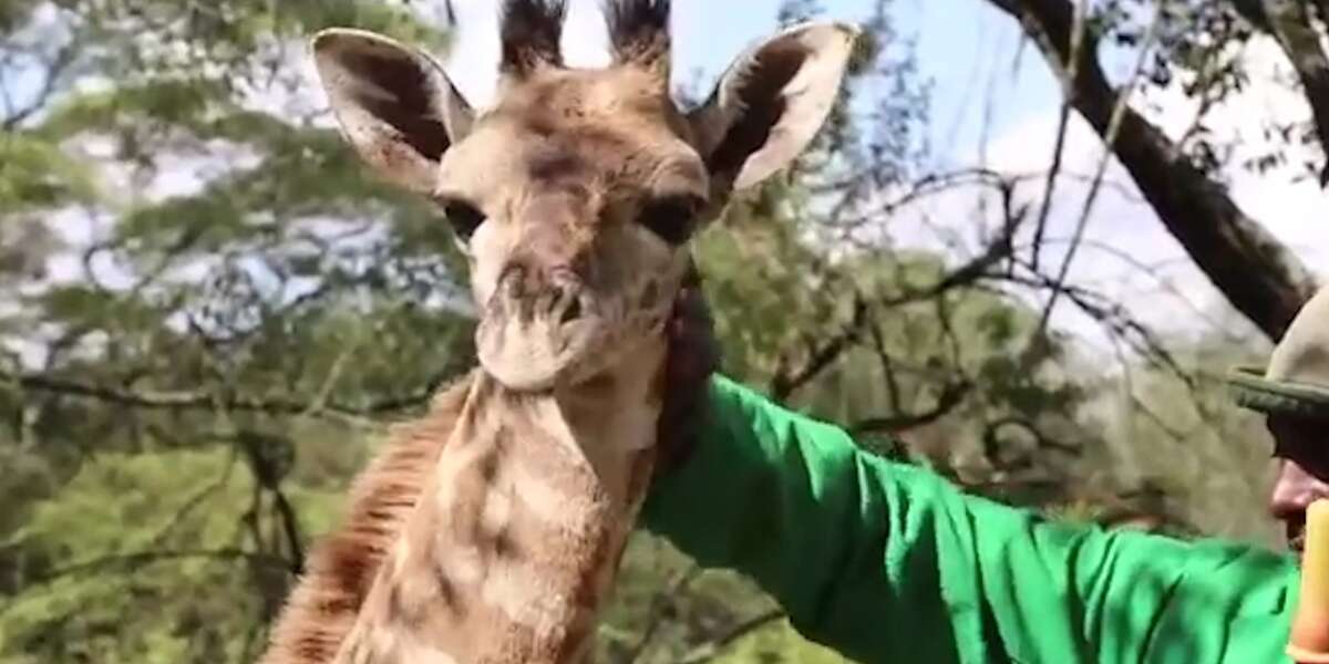 Giraffes Are Facing A Silent Extinction Video - The Dodo