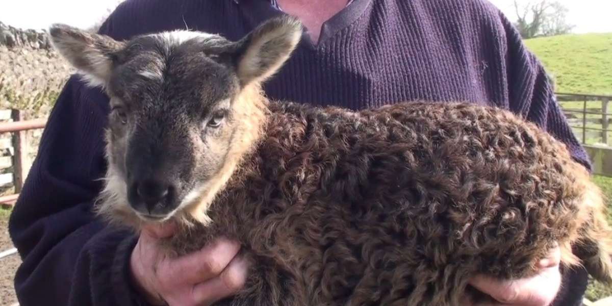 Adorable Sheep-Goat Hybrid Born After Rare Barnyard Romance - The Dodo