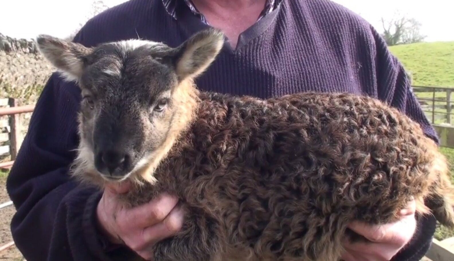 Adorable Sheep-Goat Hybrid Born After Rare Barnyard Romance - The Dodo