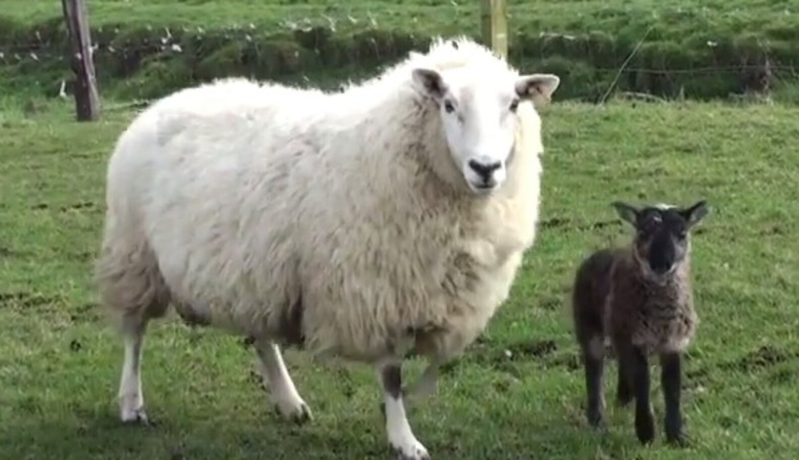 Adorable Sheep-Goat Hybrid Born After Rare Barnyard Romance - The Dodo