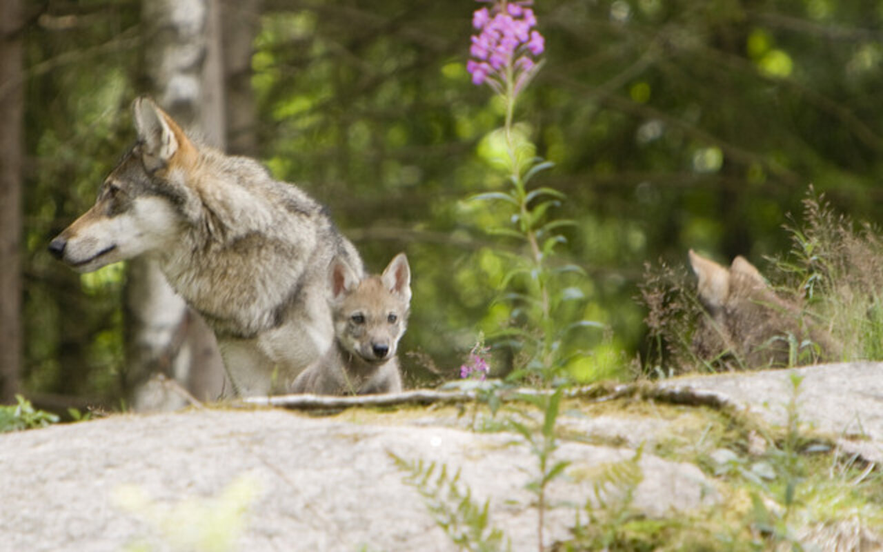 Wolves Get Much-Needed Protection Under Endangered Species Act - The Dodo