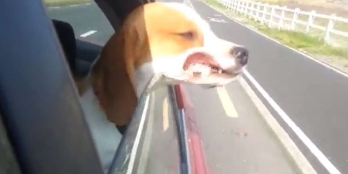 Beagle Enjoys Windy Ride Out The Car Window - The Dodo
