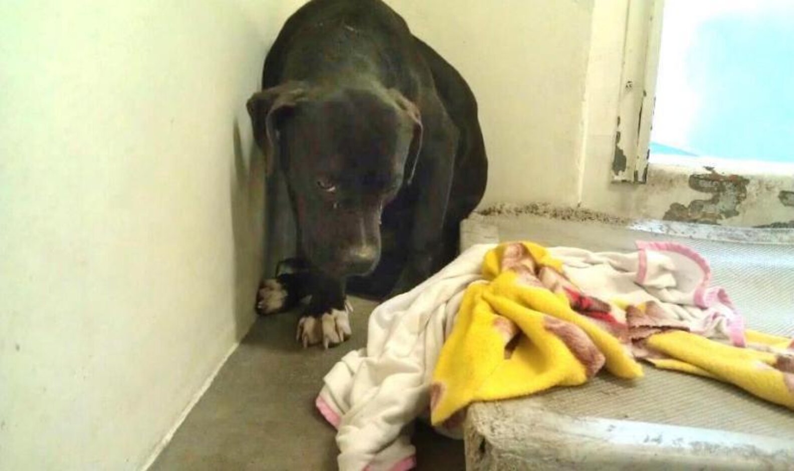 Shelter Dog Was So Scared To Go On Walks, They Had To Carry Her Outside ...