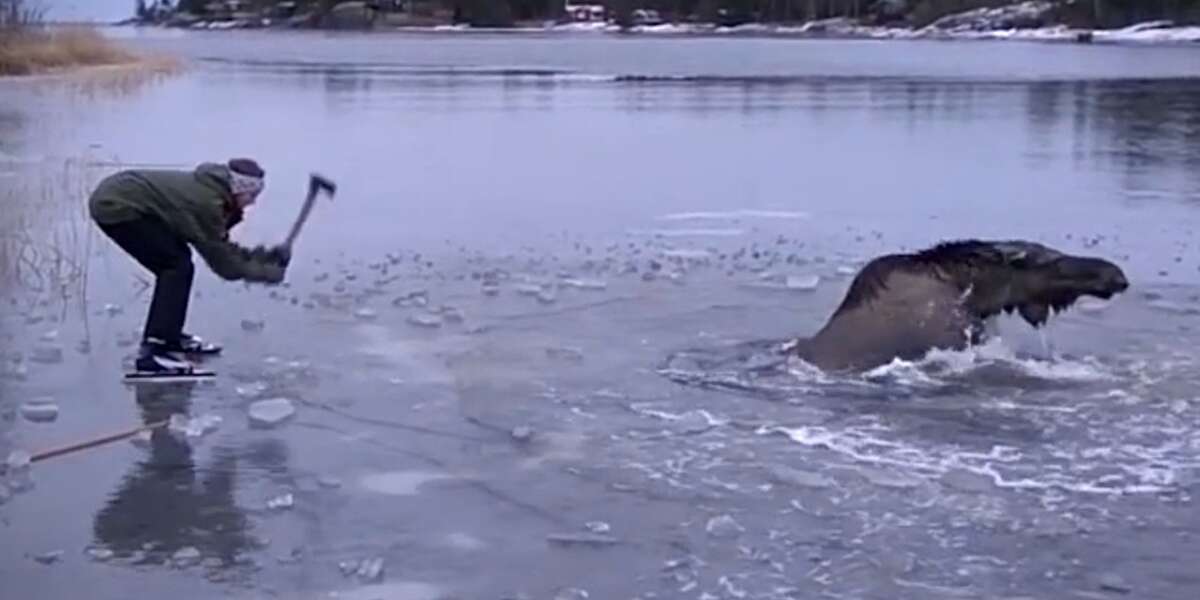People Chop Through Ice To Rescue A Moose - The Dodo