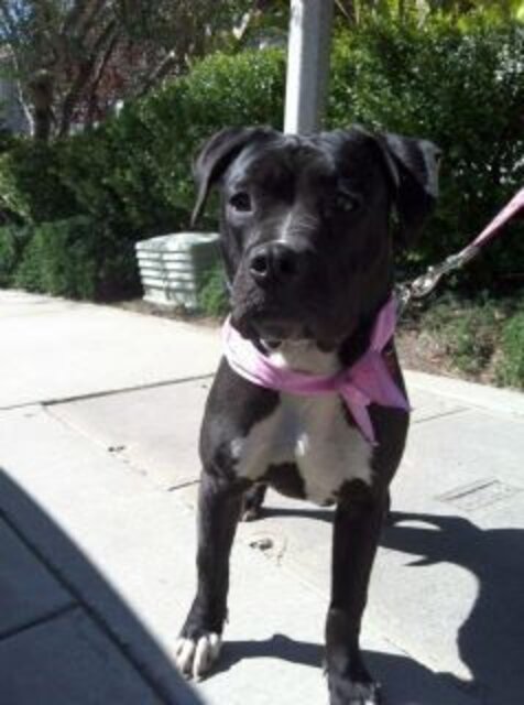 Shelter Dog Was So Scared To Go On Walks, They Had To Carry Her Outside ...