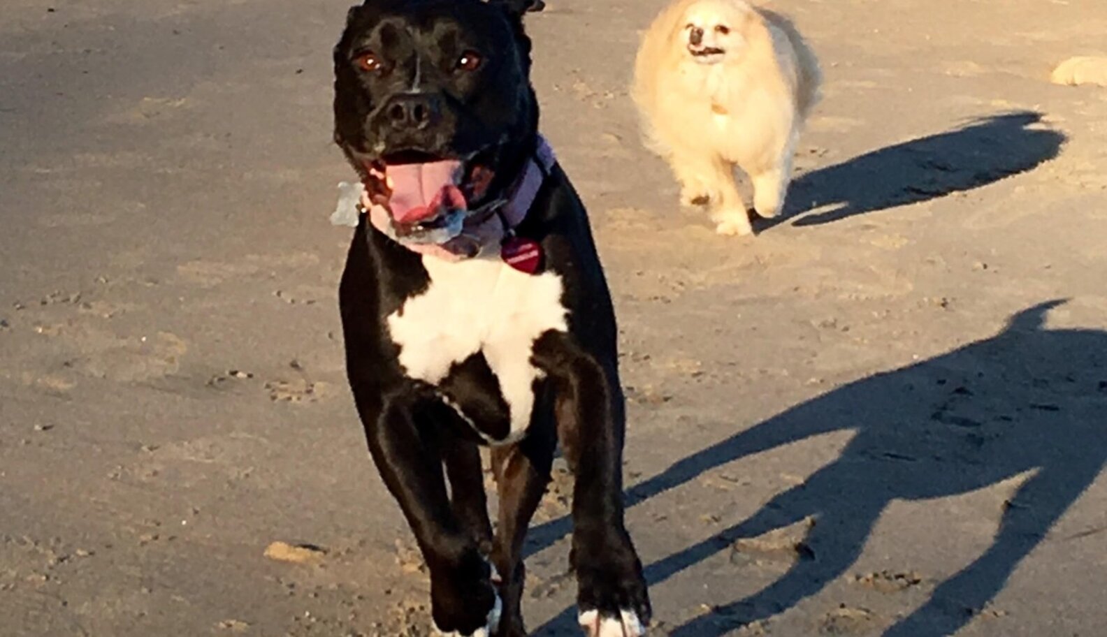 Shelter Dog Was So Scared To Go On Walks, They Had To Carry Her Outside ...