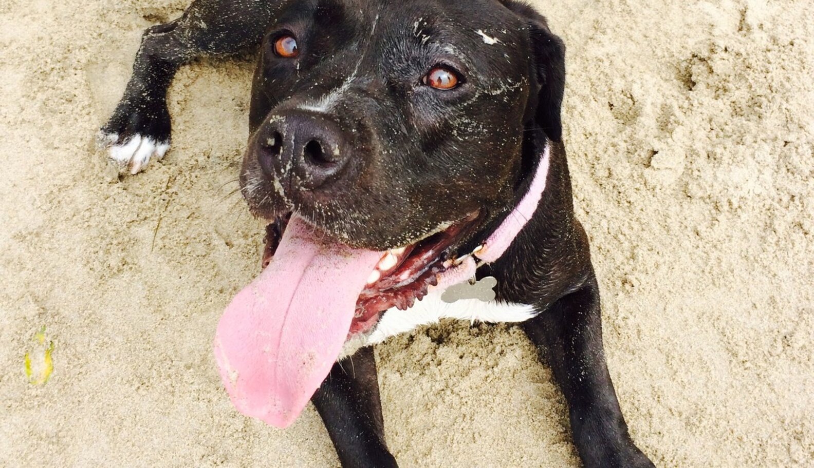 Shelter Dog Was So Scared To Go On Walks, They Had To Carry Her Outside ...