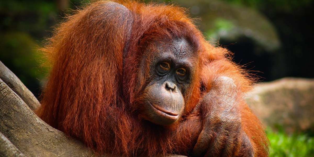 16 Unique Facts About 16 Unique Animals The Dodo