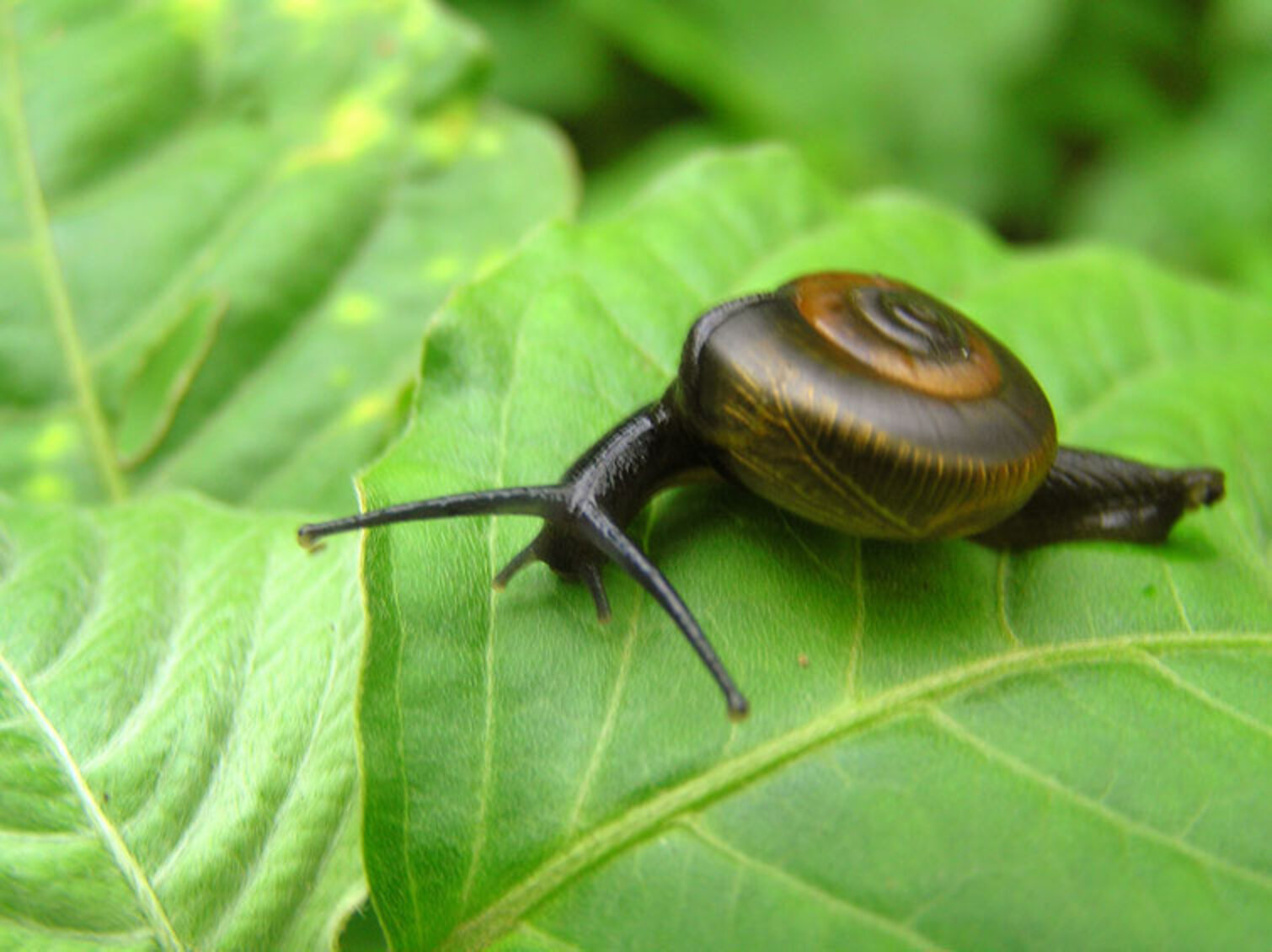 16 Unique Facts About 16 Unique Animals - The Dodo