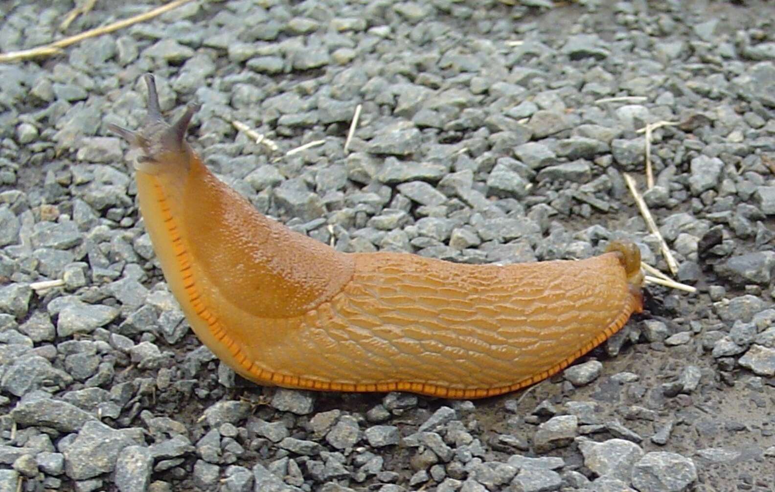 16 Unique Facts About 16 Unique Animals - The Dodo