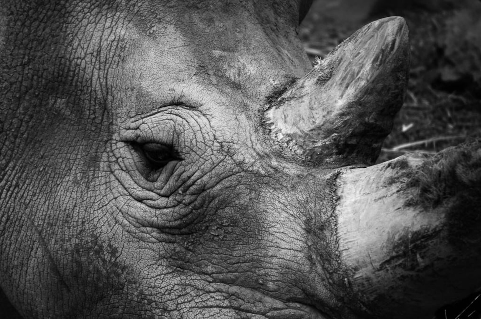 16 Unique Facts About 16 Unique Animals - The Dodo