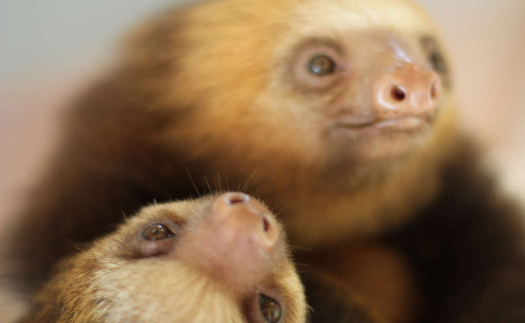 16 Unique Facts About 16 Unique Animals