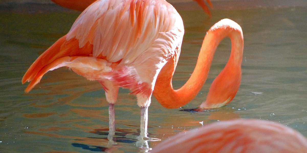 20 Weird Facts That Will Make You Appreciate All Wildlife - The Dodo