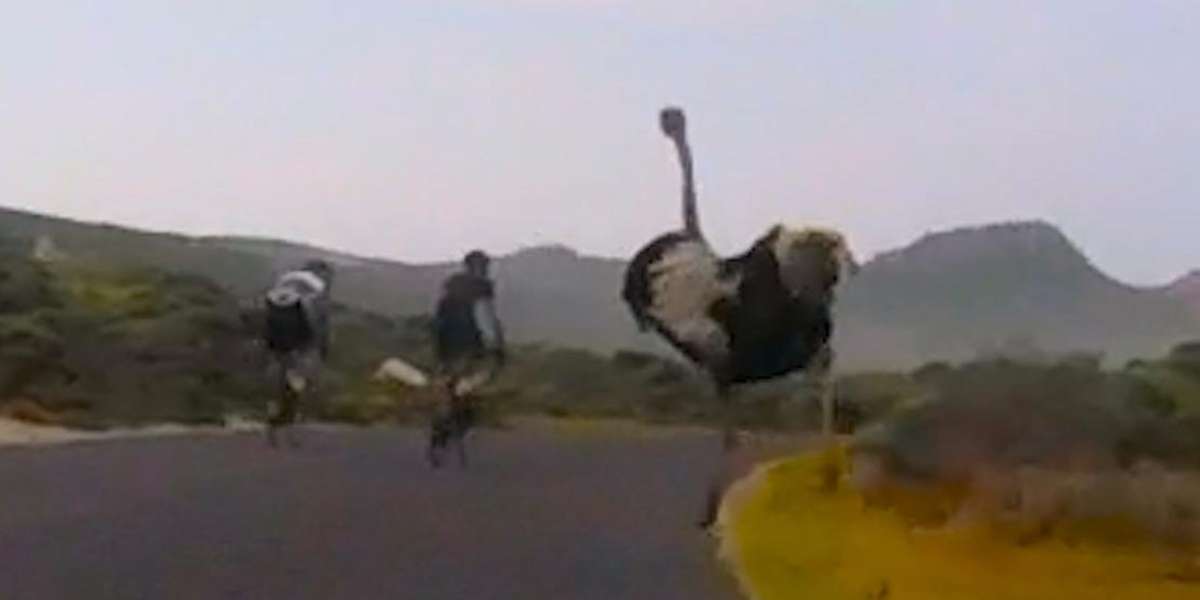 Ostrich Chases Cyclists, Wins The Internet - The Dodo