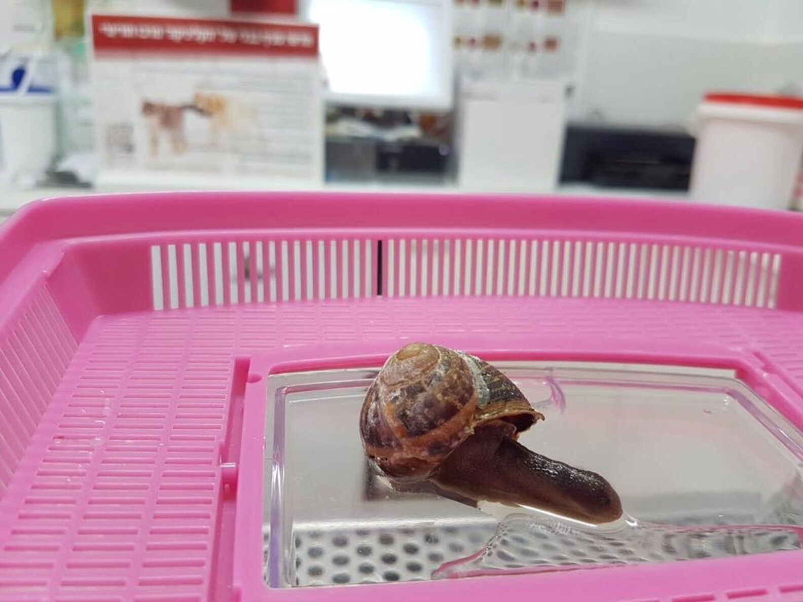 Snail Waits Patiently As Vet Fixes His Broken Shell - The Dodo