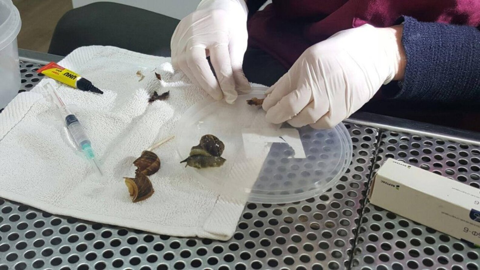 Snail Waits Patiently As Vet Fixes His Broken Shell - The Dodo