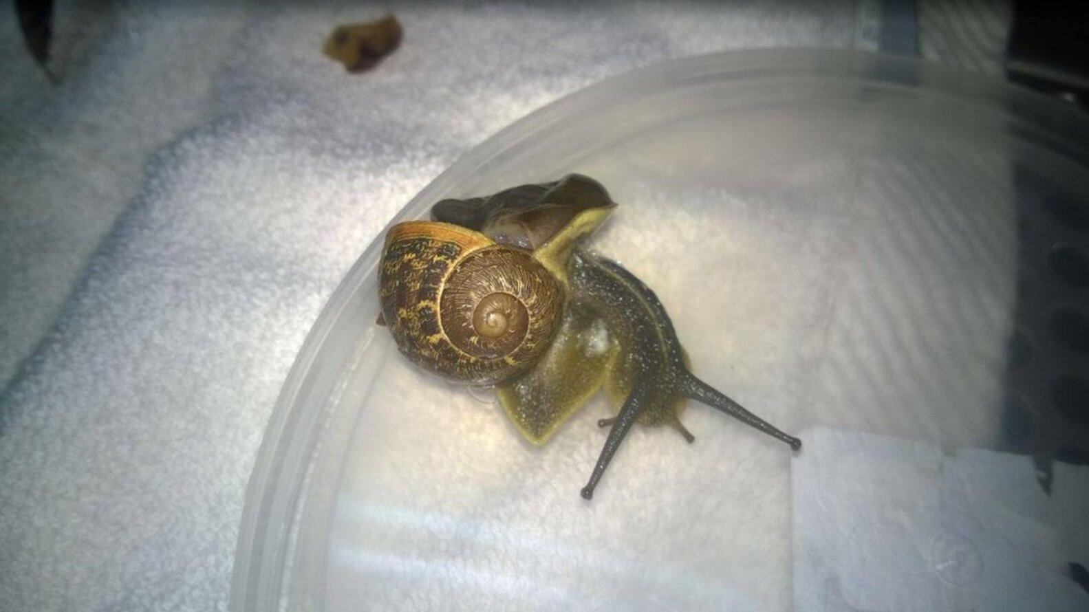 Snail Waits Patiently As Vet Fixes His Broken Shell - The Dodo