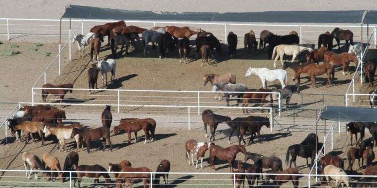 Behind the Curtain at USDA Market News - The Dodo