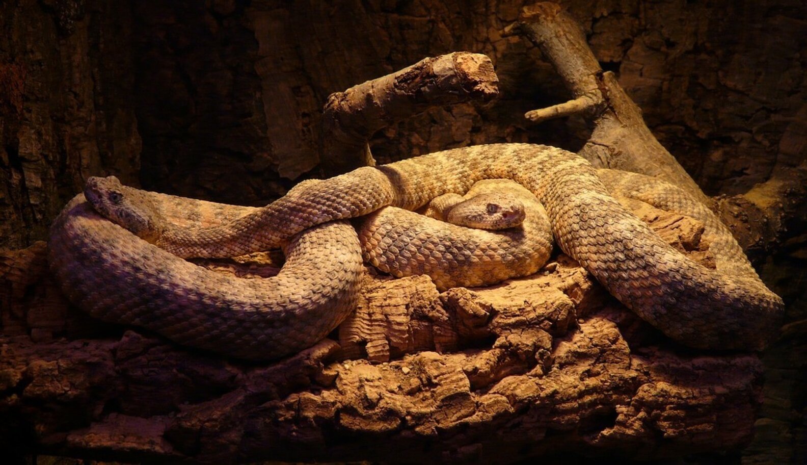 Reptiles Become Health Risks Because Of Misguided Humans - The Dodo