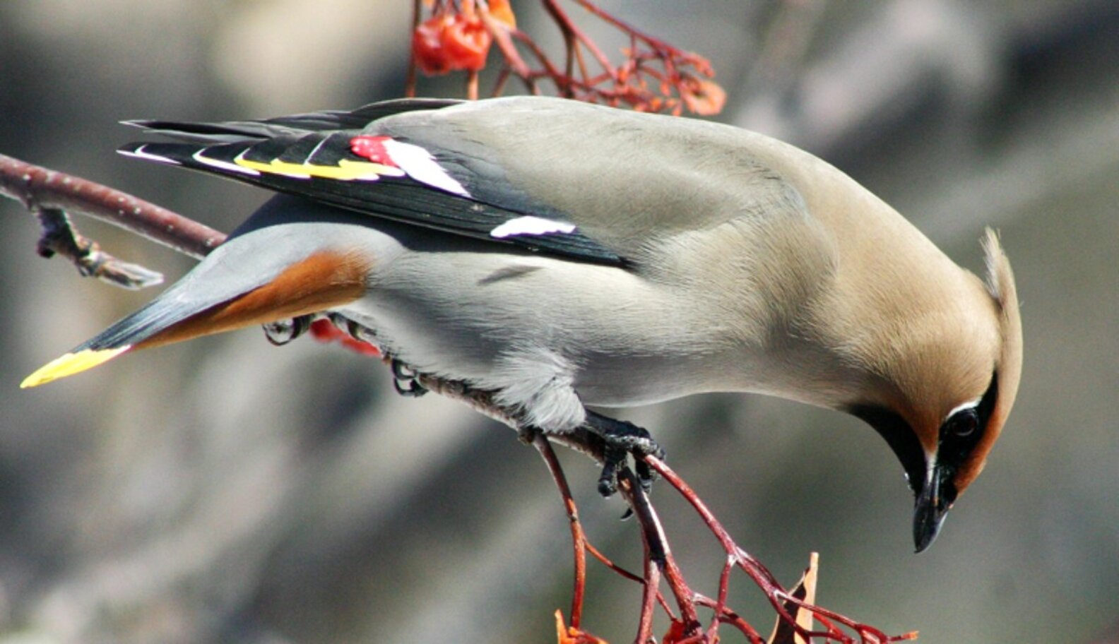 Cozy Drunk Tank Awaits Birds Who've Had Too Many Boozy Berries - The Dodo