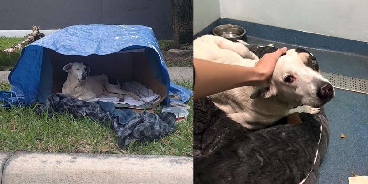 Dog Who Lived In Cardboard Box Feels Love For The First Time - The Dodo