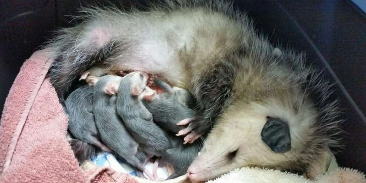 Opossum Family Gives Rescuers The Sweetest Surprise - The Dodo