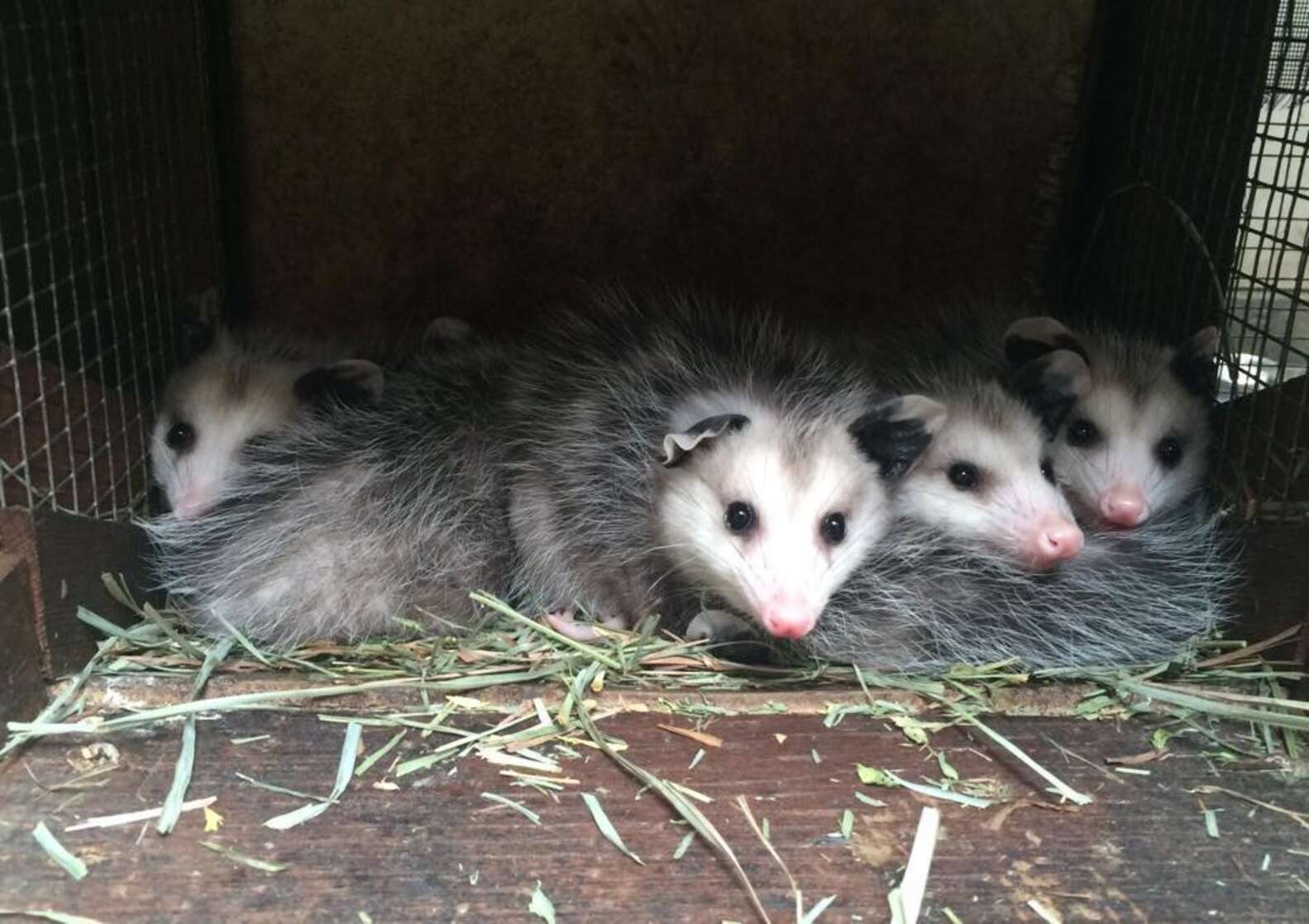 Opossum Family Gives Rescuers The Sweetest Surprise - The Dodo