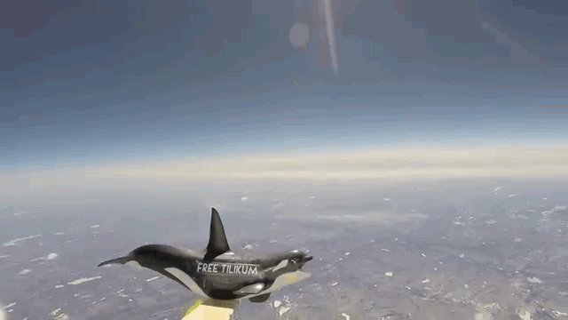 Tilikum In Space: Orca Launched By Helium Balloon To Protest SeaWorld ...