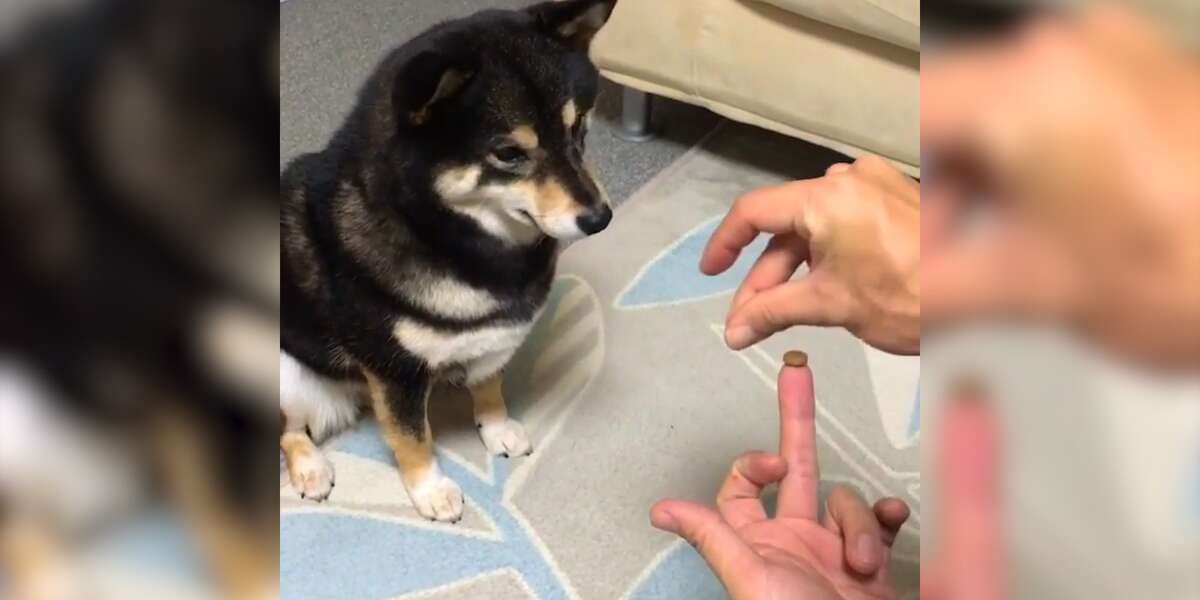 Dog's Mind Blown By Magic Trick - Videos - The Dodo