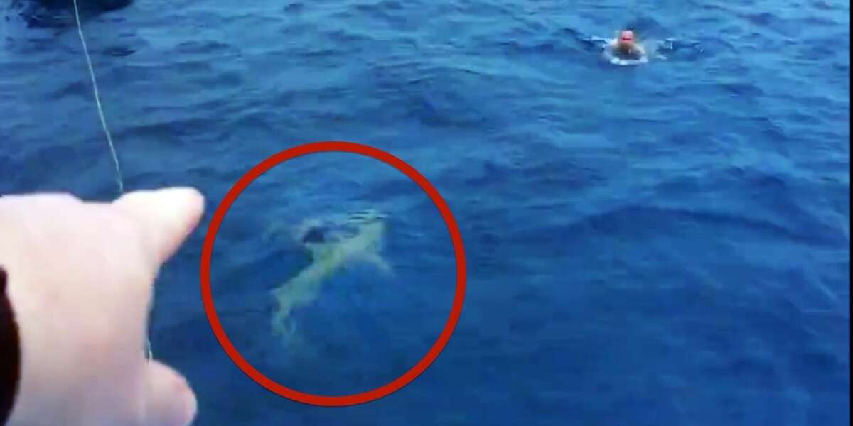 Swimmer Comes Face To Face With A Shark, Has The Perfect Reaction - The ...